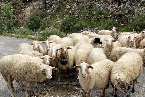 Ηπειρωτικός Αγών - Η ηλεκτρονική έκδοση της ιστορικής εφημερίδας